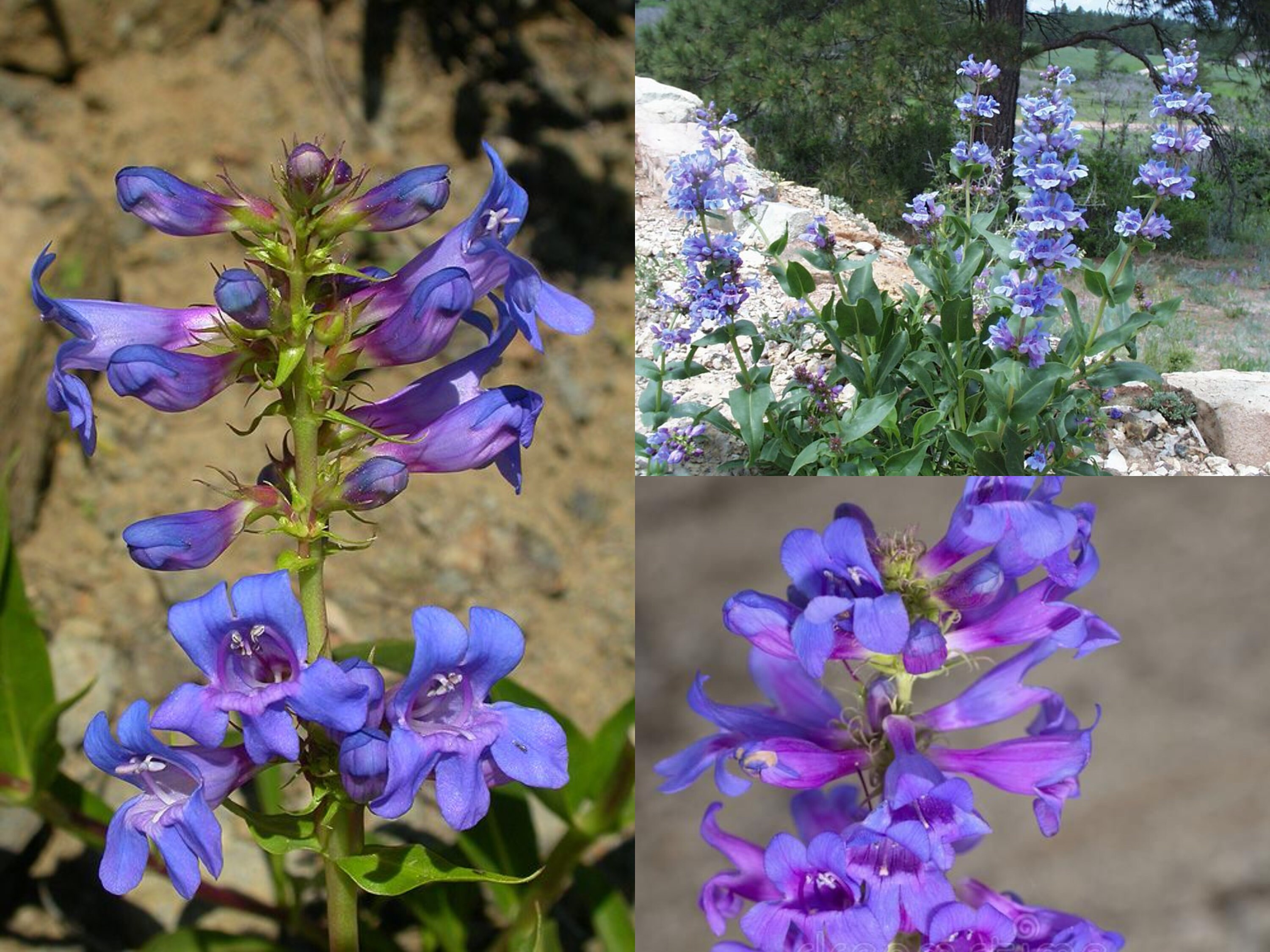 Ferns, Grasses & Bamboo Penstemon payettensis bulk wholesale seeds for ...