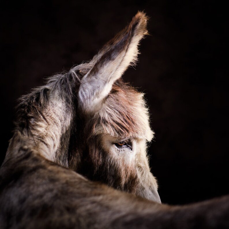 A Portrait of Shadow the Donkey Pet Portrait Cute Animal - Etsy