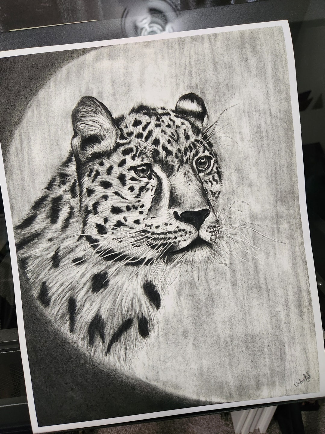 Cheetah Drawing (print) - Etsy