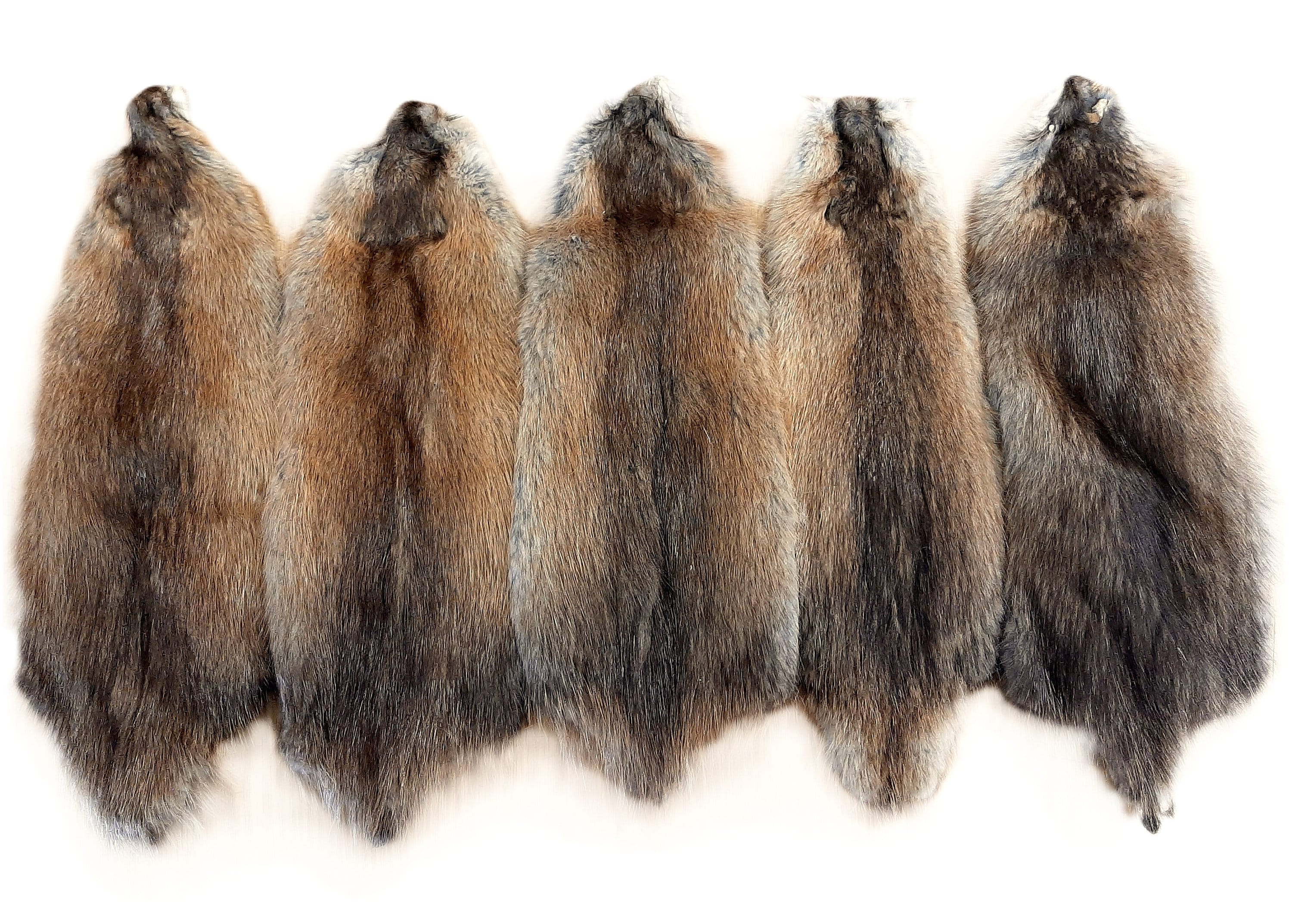 Muskrat Fur Pelt, Tanned - Etsy