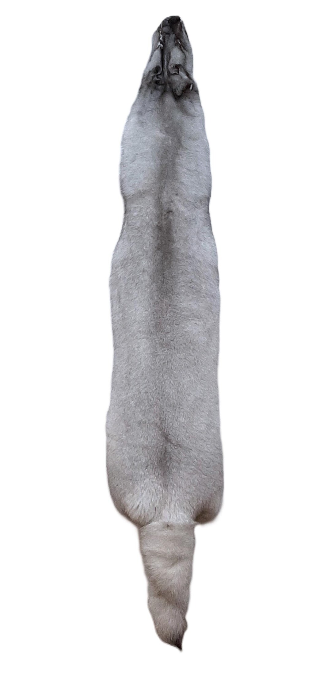 Blue Fox Pelt, Ranched - Etsy