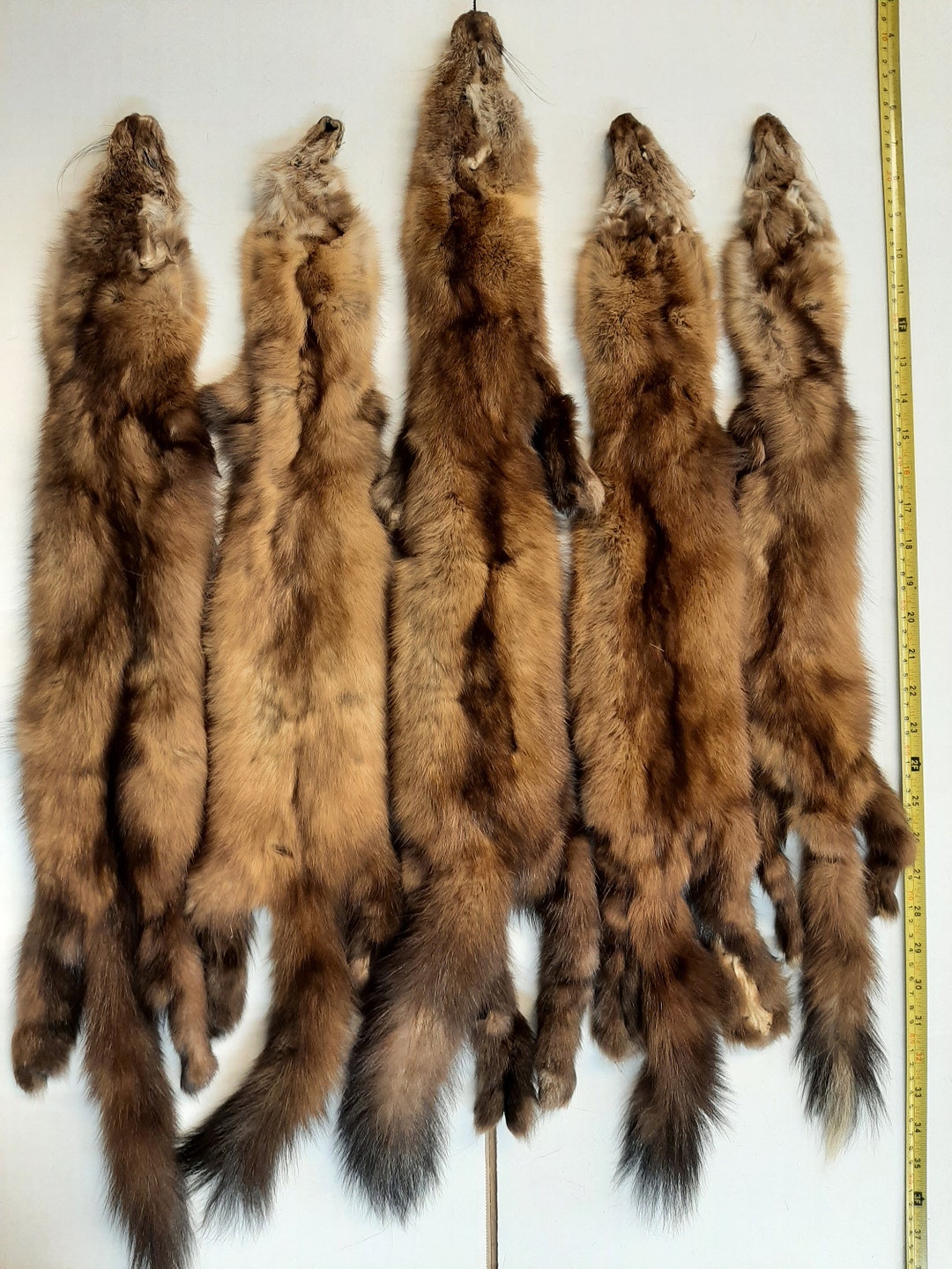 Gold Pine Marten sable Pelt, Tanned - Etsy