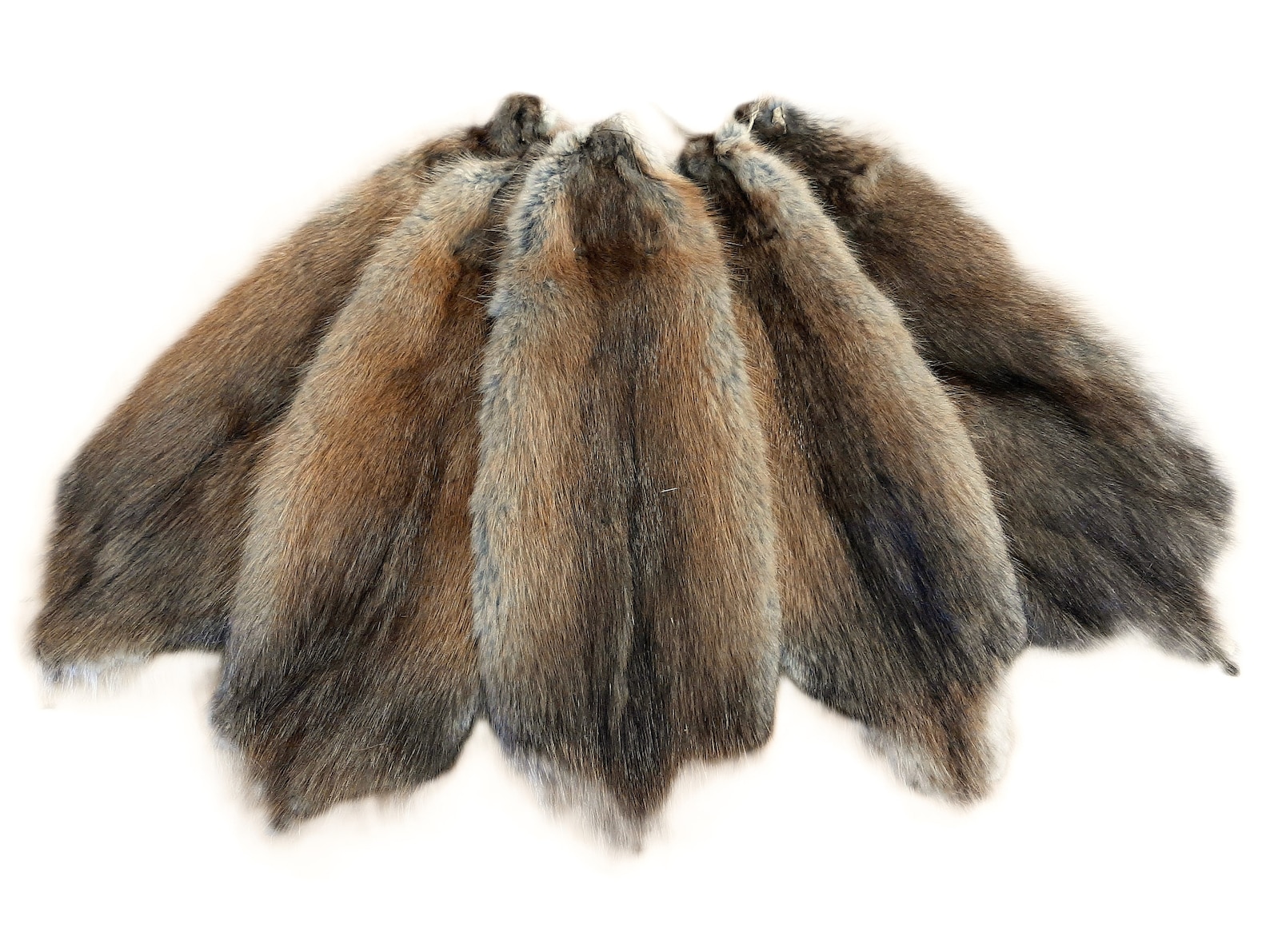 Muskrat Fur Pelt, Tanned - Etsy