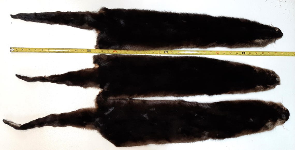 River Otter Pelt, Tanned - Etsy