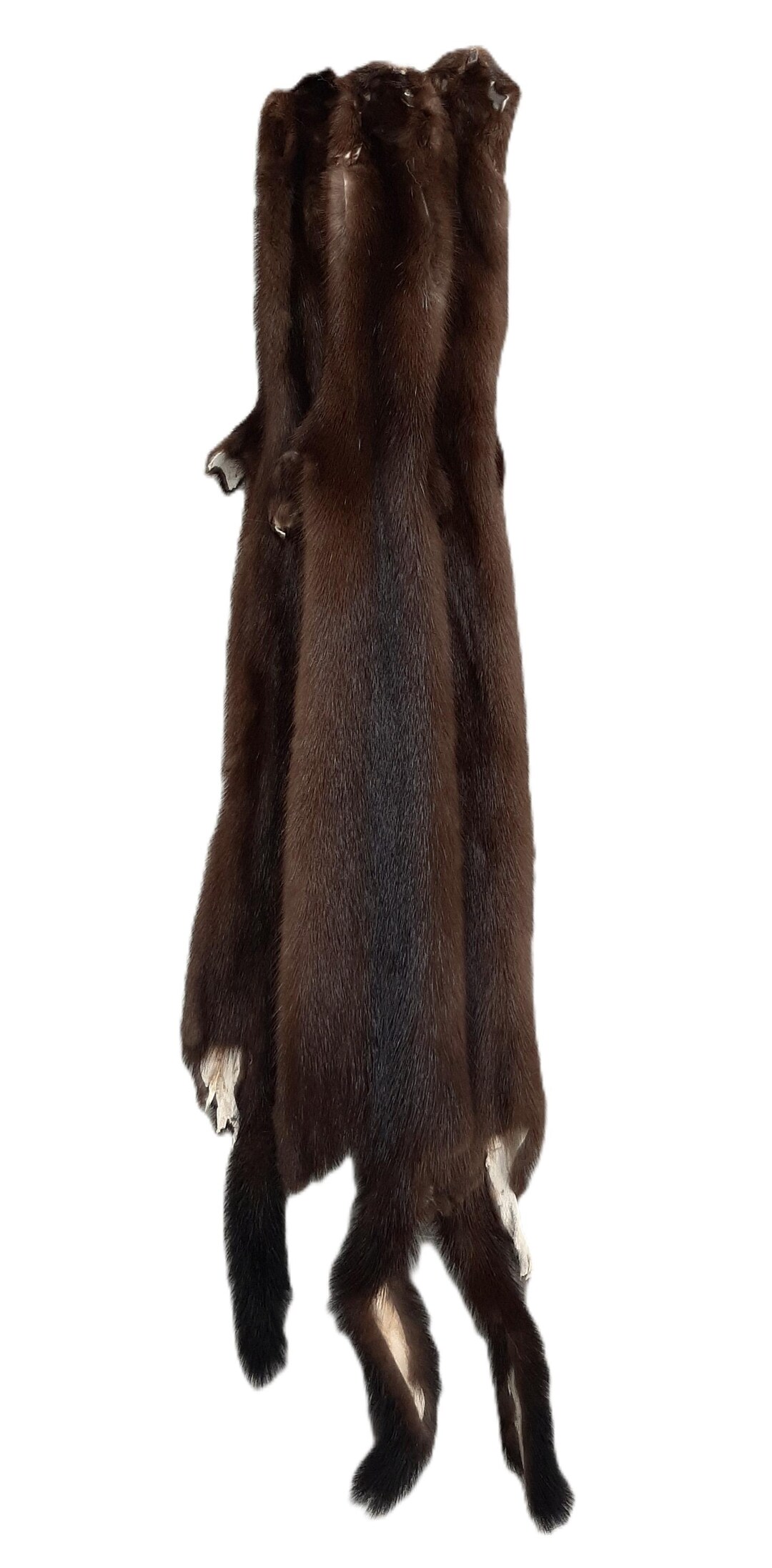 Female Wild American Mink Pelt - Etsy