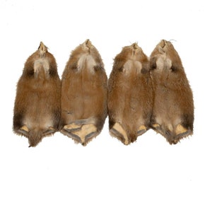 Muskrat Fur Pelt, Tanned - Etsy