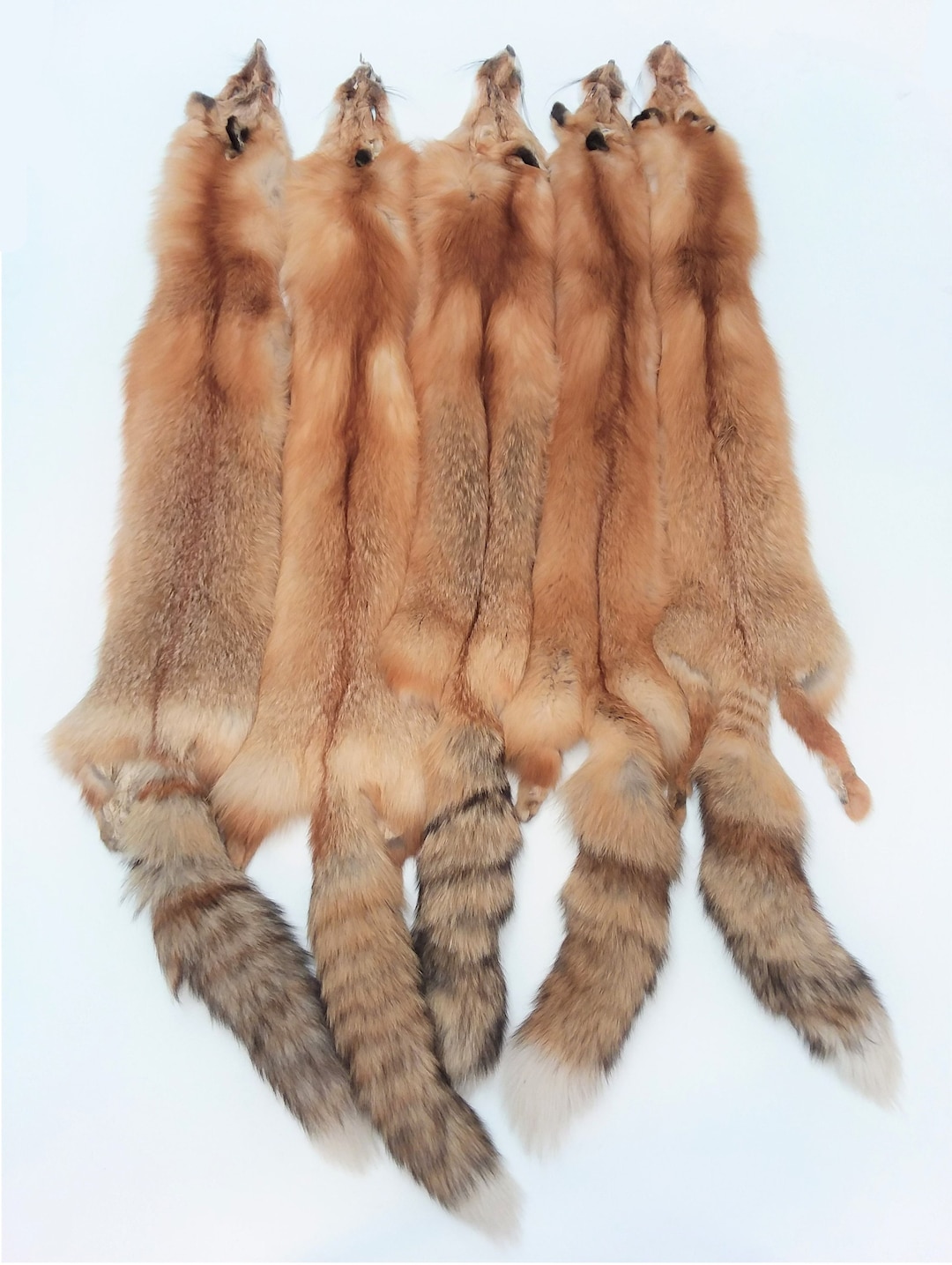 Canadian Red Fox, Tanned - Etsy