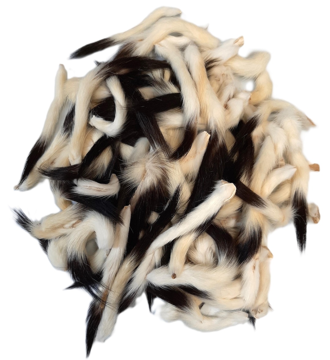 Weasel (ermine) Tails - Etsy