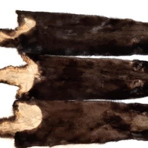 River Otter Pelt, Tanned - Etsy