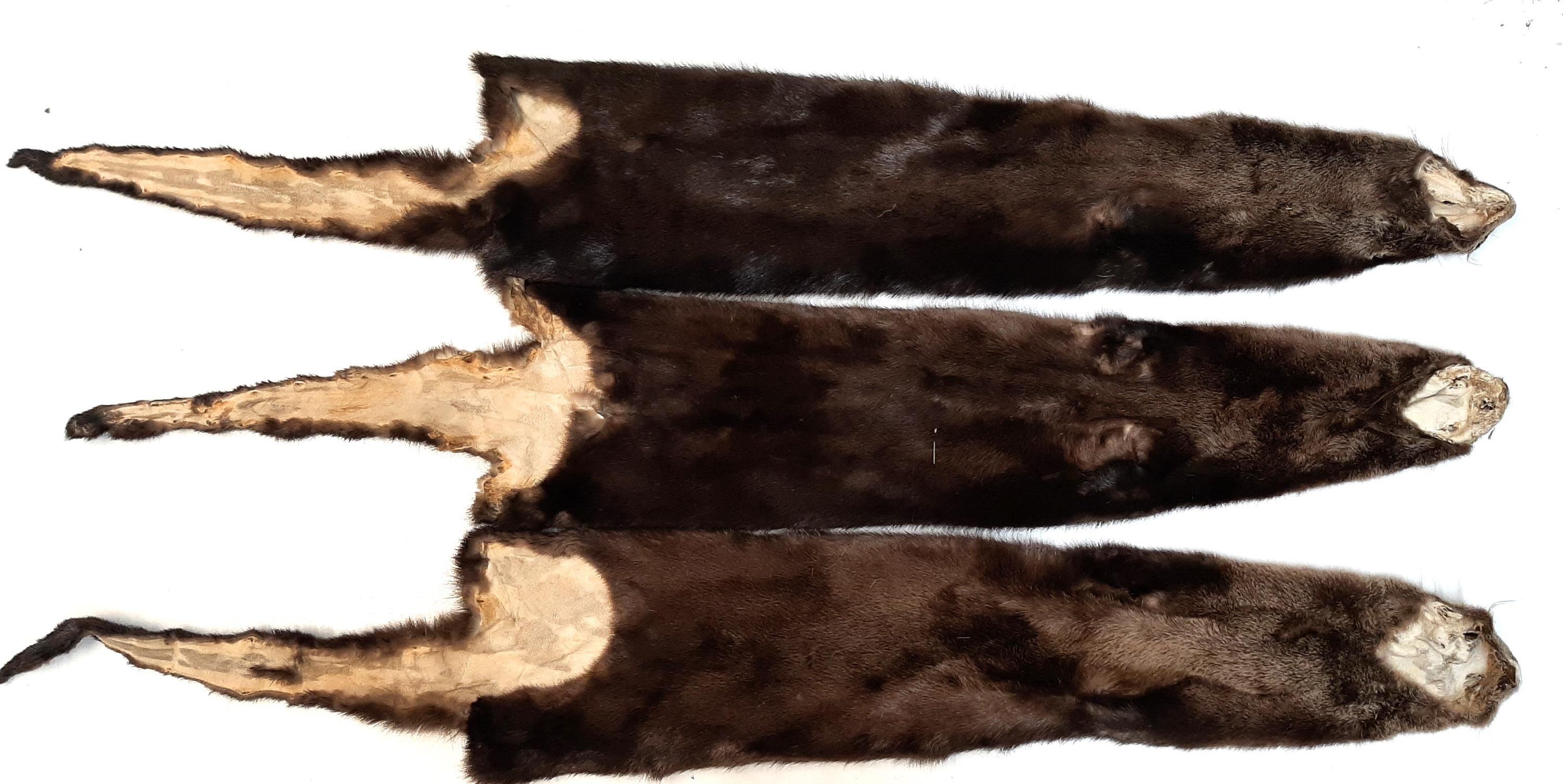 River Otter Pelt, Tanned - Etsy
