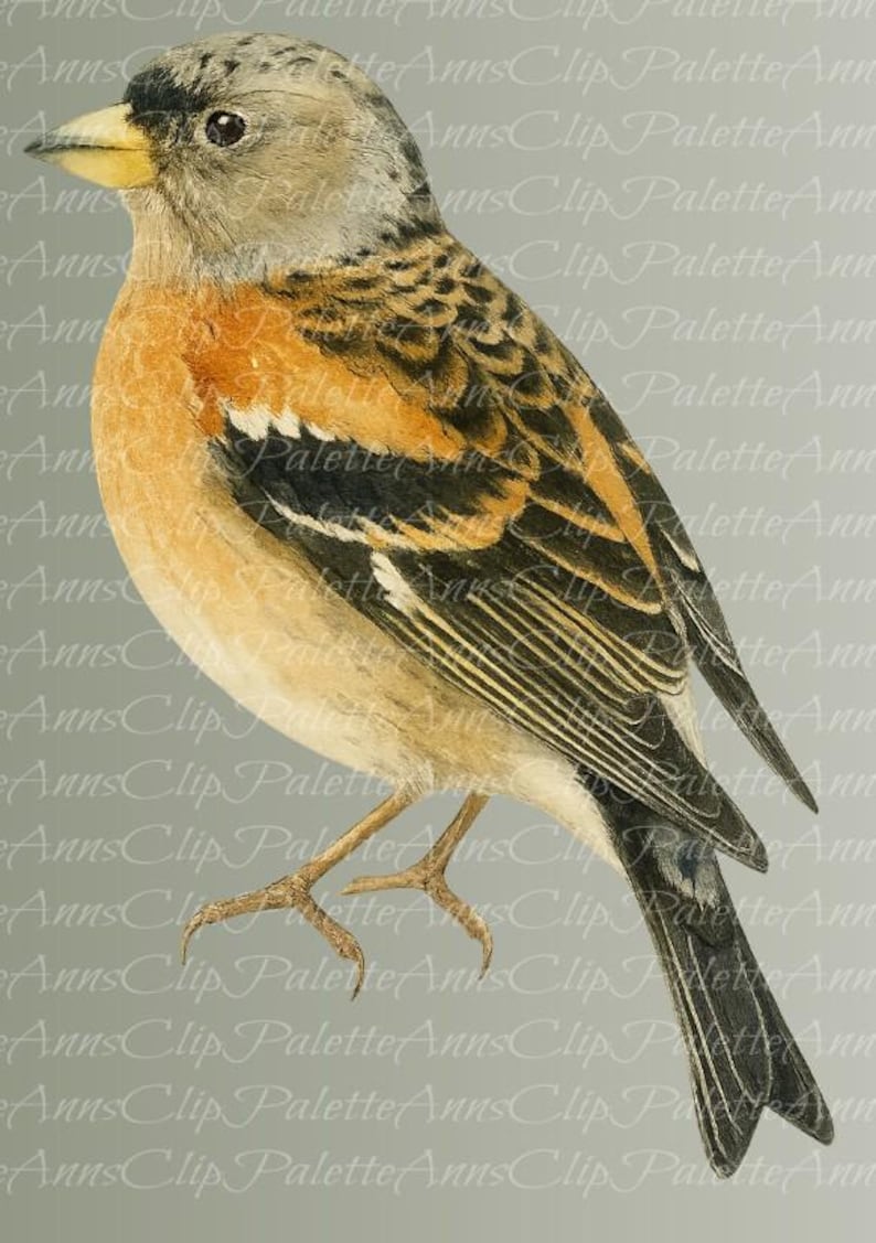Brambling Bird Clipart – 9 PNG Files • Hand-drawn Birds • Transparent ...