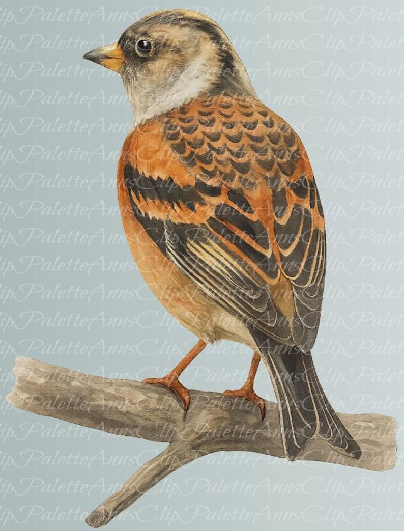 Brambling Bird Clipart – 9 PNG Files • Hand-drawn Birds • Transparent ...
