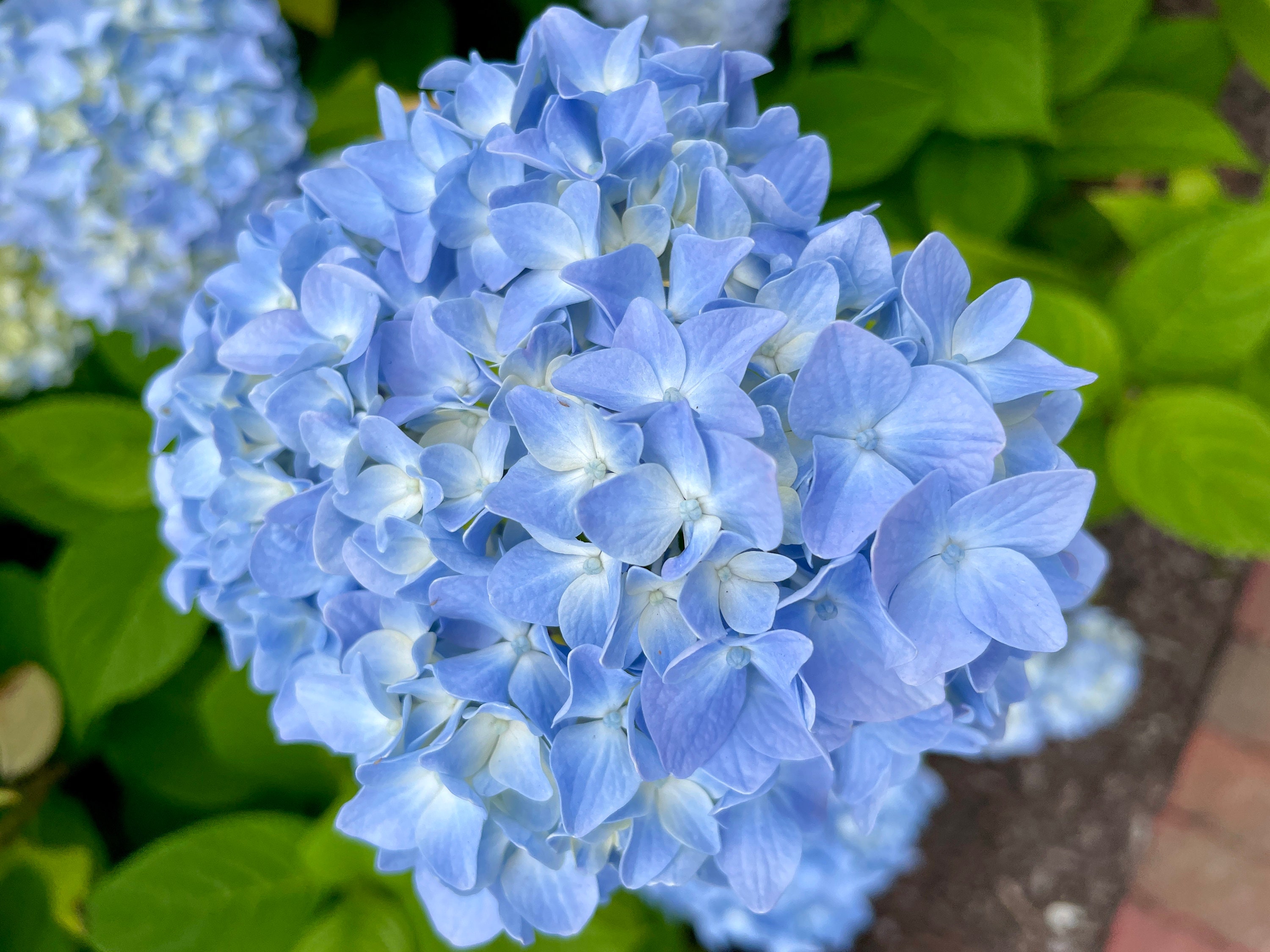 Nantucket Blue Hydrangea - Etsy