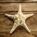 8 to 10 Inch Knobby Starfish Armored Thorny Pure White Bleached ...