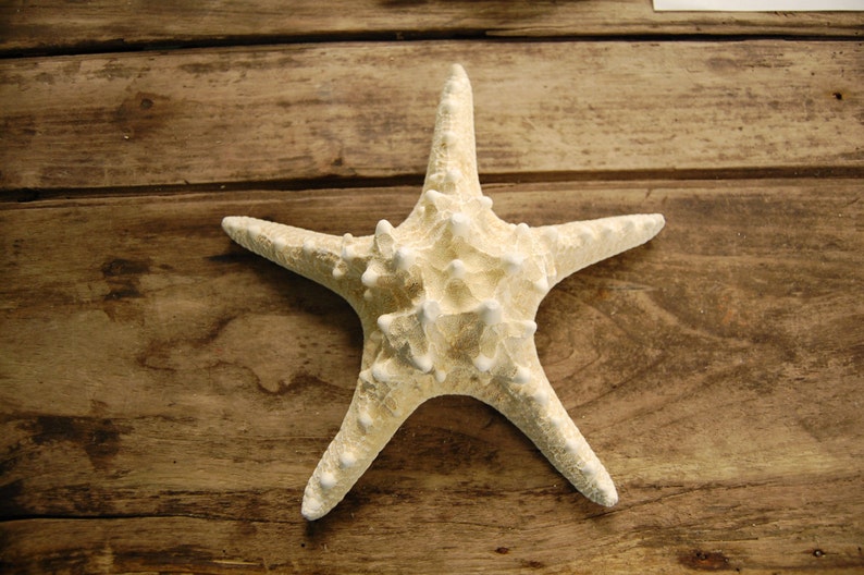 8 to 10 Inch Knobby Starfish Armored Thorny Pure White Bleached ...