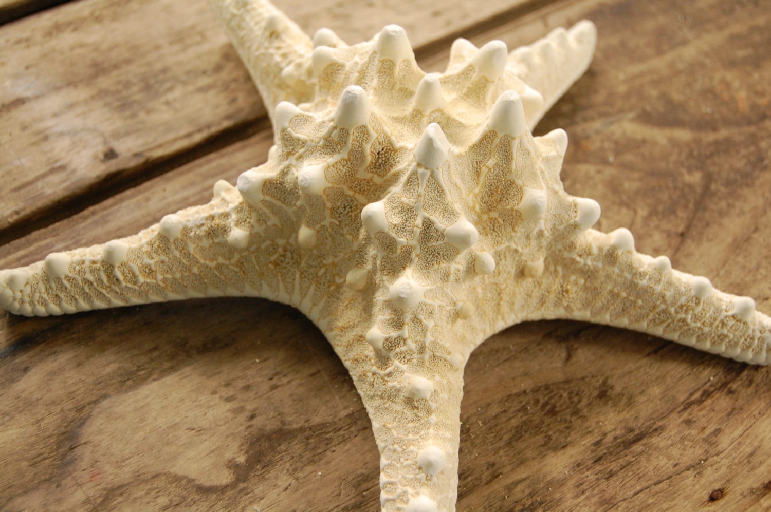 8 to 10 Inch Knobby Starfish Armored Thorny Pure White Bleached ...