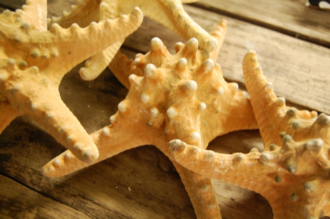 10 Pcs 8 to 10 Inch Knobby Starfish Armored Thorny Starfish Seashells ...