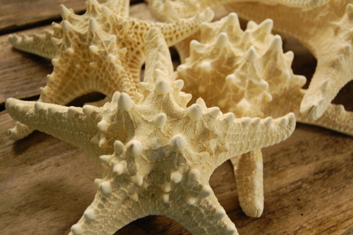 8 to 10 Inch Knobby Starfish Armored Thorny Pure White Bleached ...