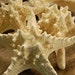 8 to 10 Inch Knobby Starfish Armored Thorny Pure White Bleached ...