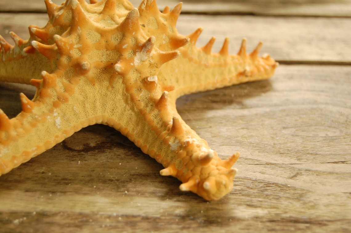 10 Pcs 8 to 10 Inch Red Knobby Starfish Armored Thorny - Etsy