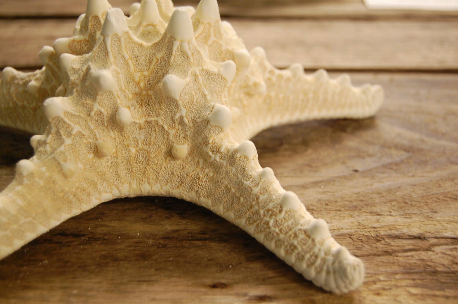 8 to 10 Inch Knobby Starfish Armored Thorny Pure White Bleached ...
