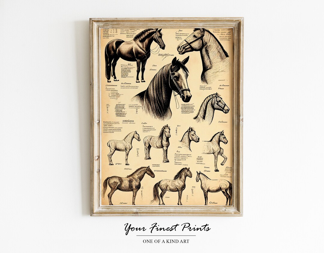 Vintage Horse Breeds | Horse Book Art | Horse Lover | Antique Farm ...