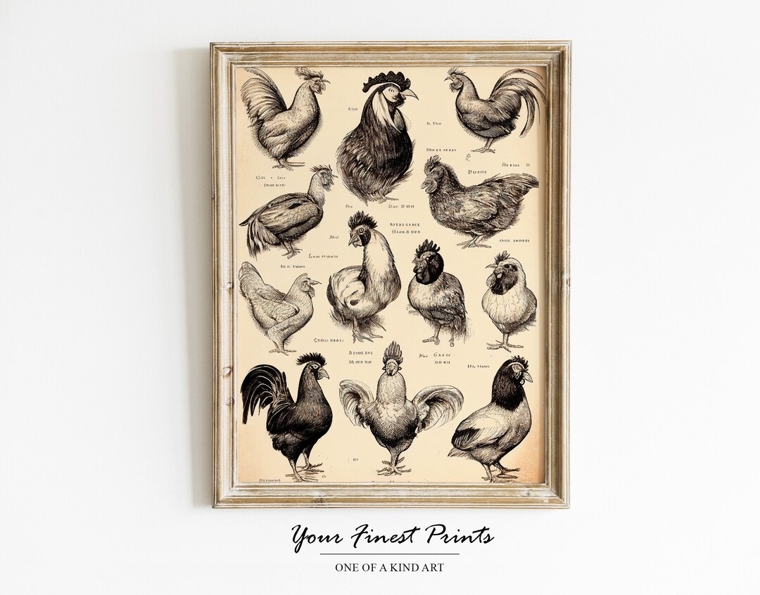 Vintage Chicken Breeds Kitchen Art Chicken Lover Antique Farm Print ...