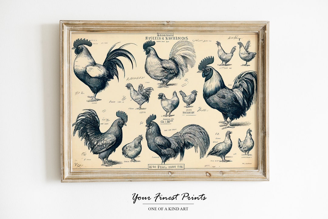 Vintage Chicken Breeds | Kitchen Art | Chicken Lover | Antique Farm ...