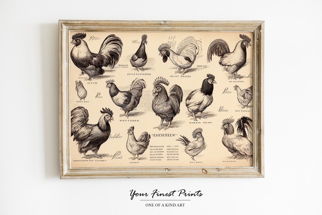 Vintage Chicken Breeds | Kitchen Art | Chicken Lover | Antique Farm ...