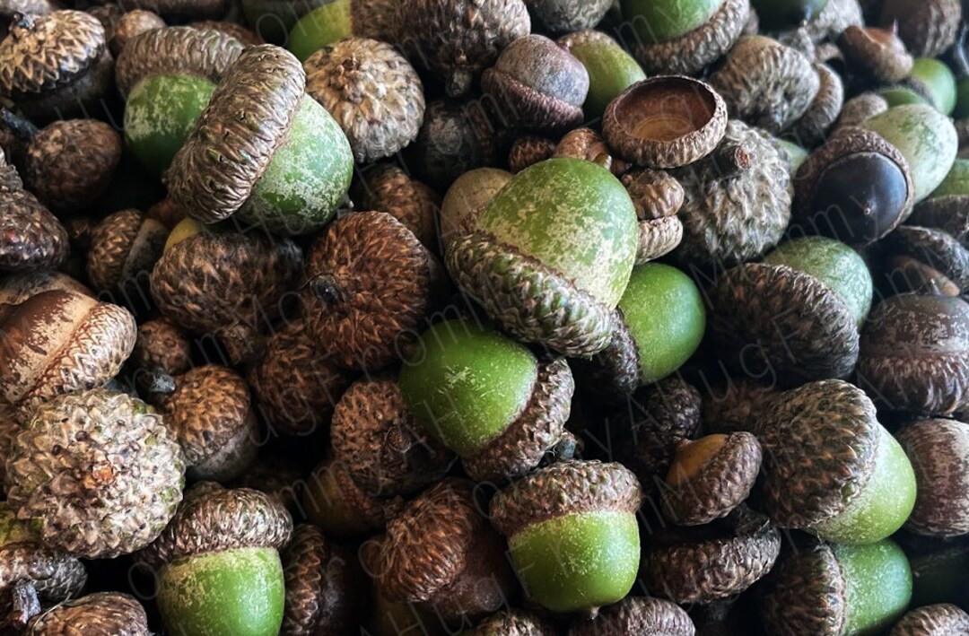 Acorn Evolution / Digital Image Download / JPG - Etsy