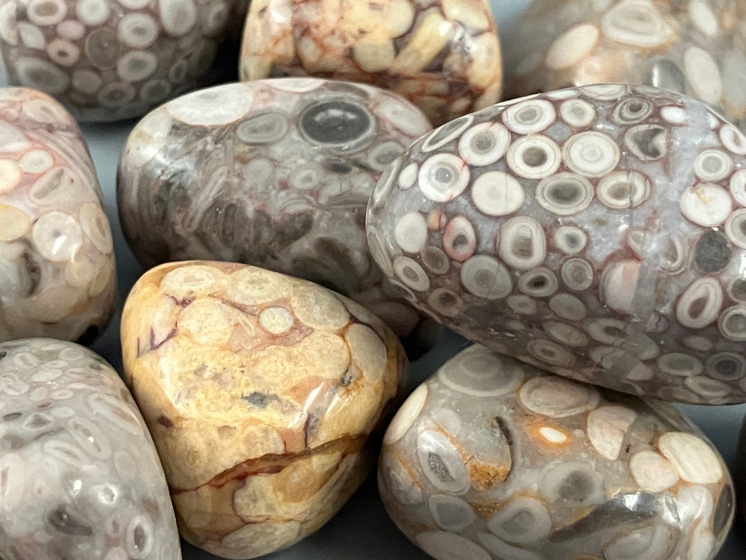 White Leopardskin Jasper, Tumbled Stone (.5-1.5 Inch) - Etsy