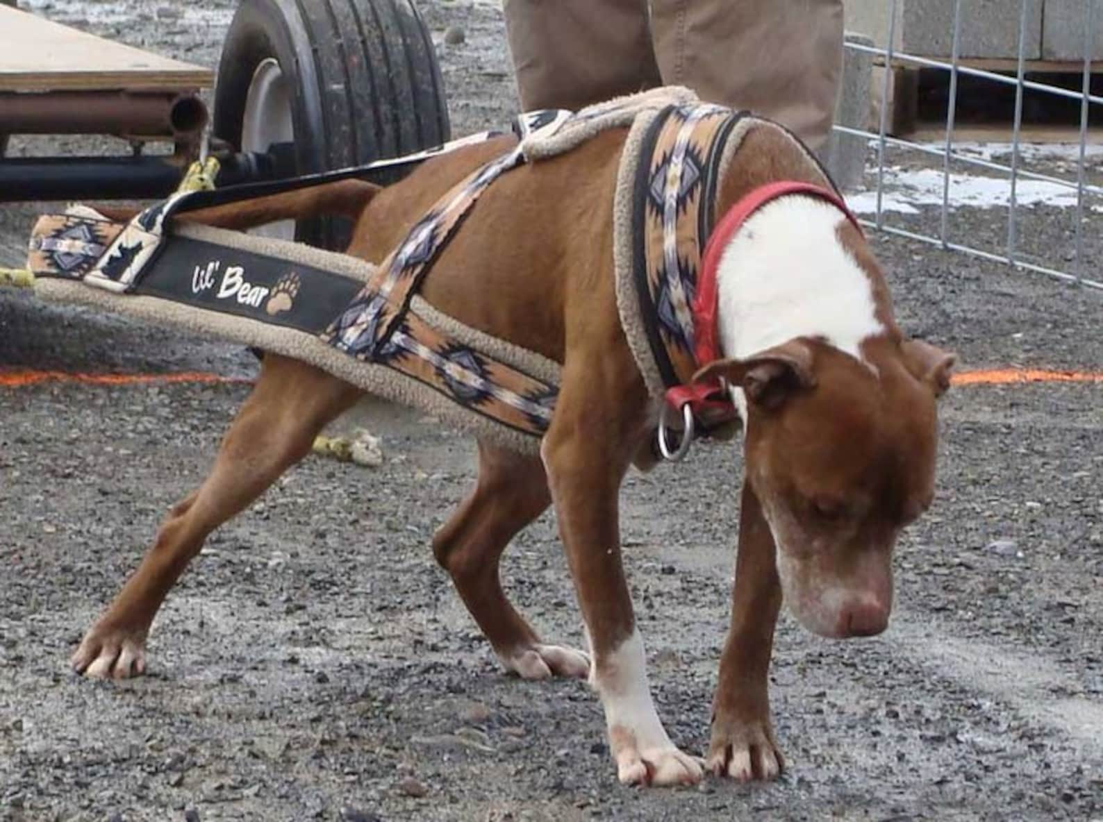 Dog Weight Pull Harness Competition Resistance Training Conditioning ...