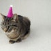Mini Party Hat for Cats - Etsy