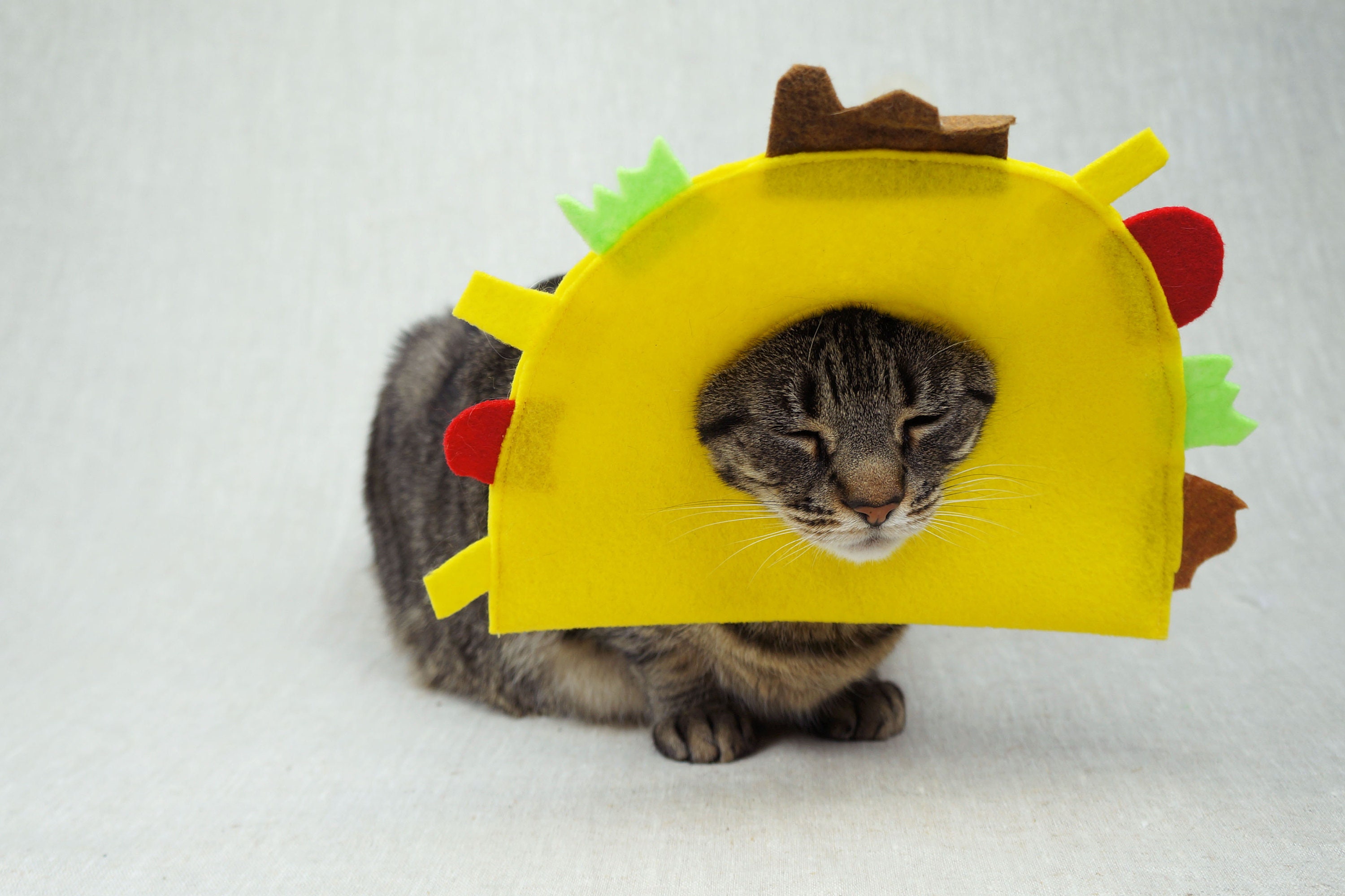 Taco Cat Costume