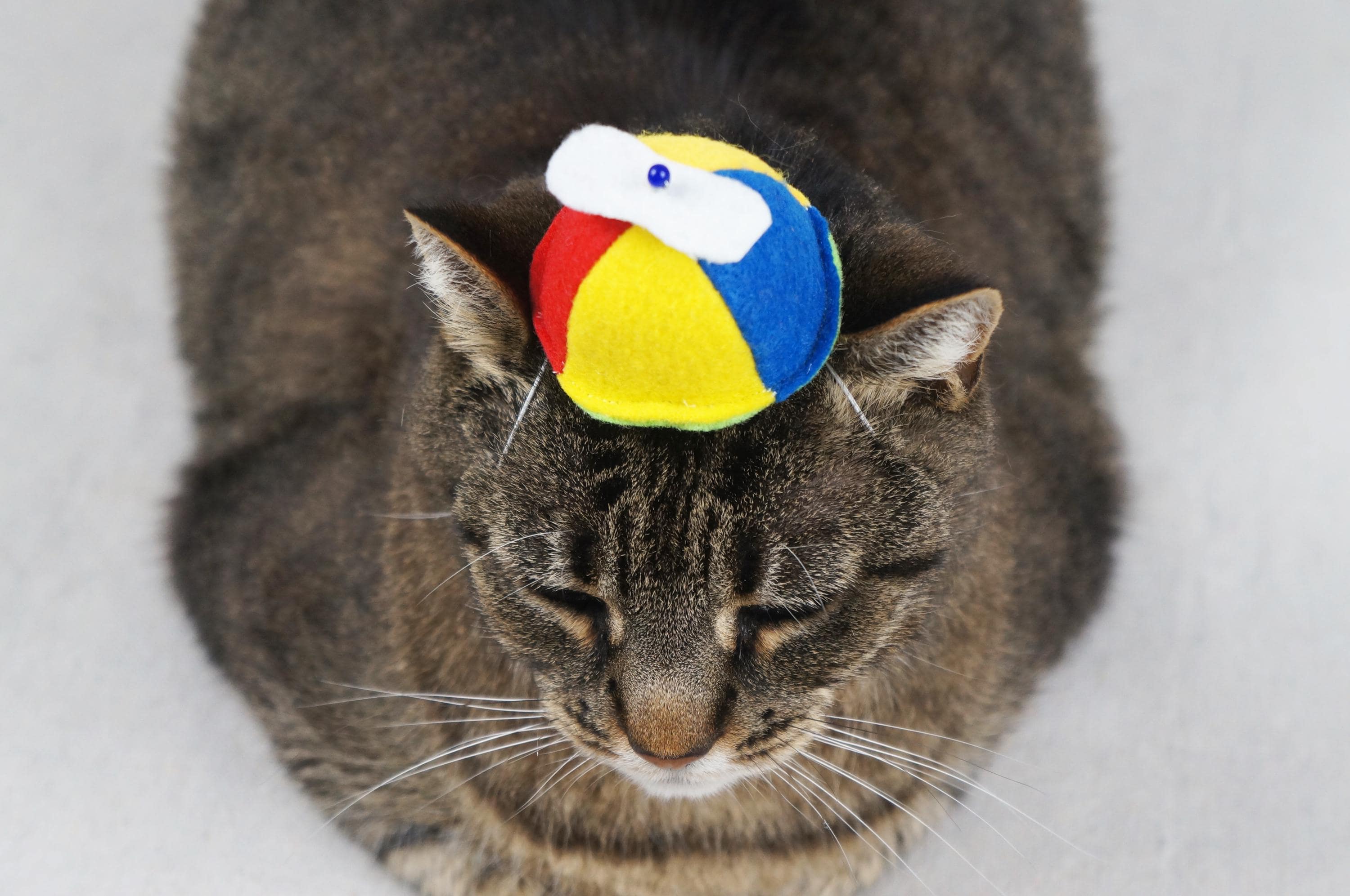 Propeller Beanie Hat for Cats - Etsy