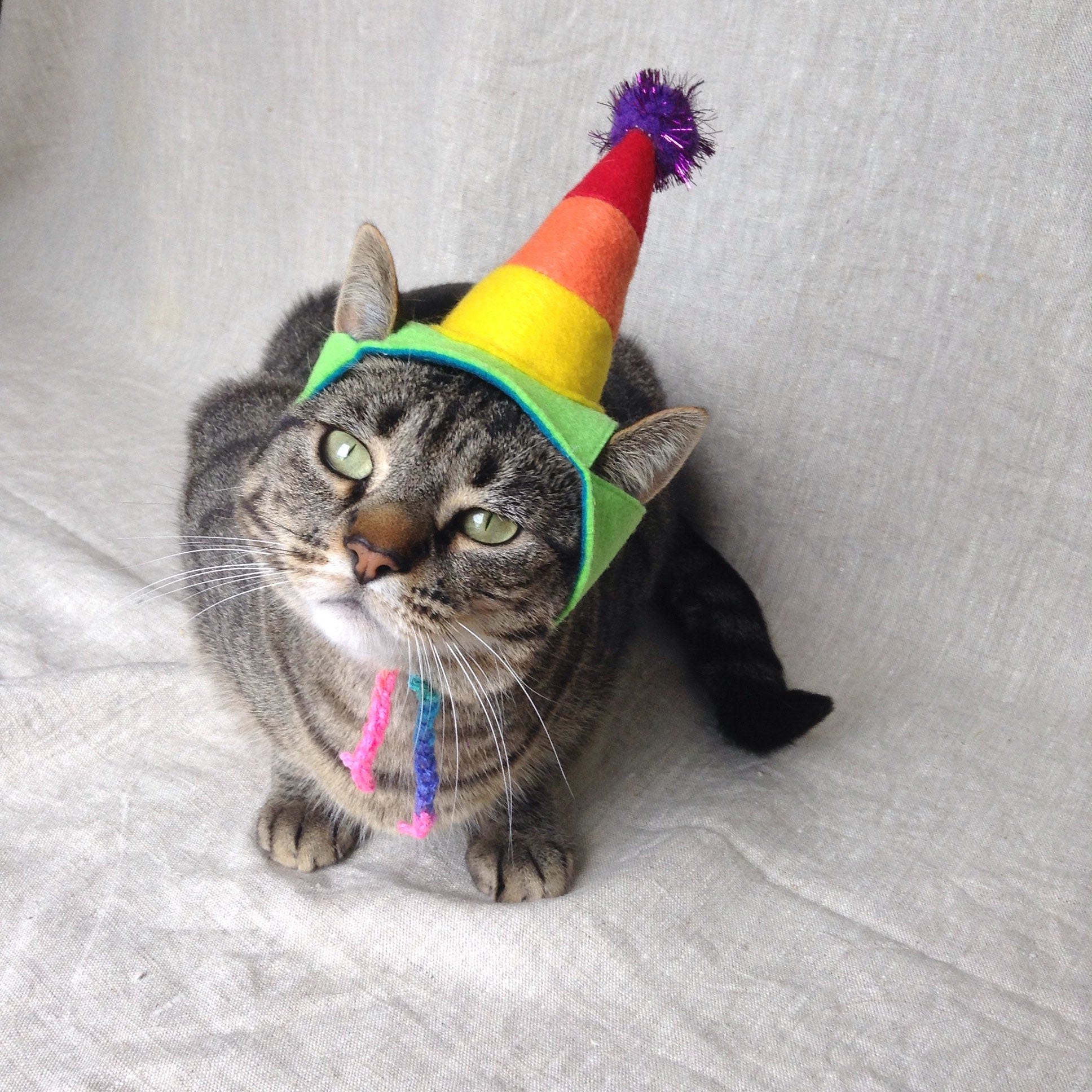 Rainbow Party Hat for Cats | Etsy