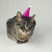 Mini Party Hat for Cats - Etsy