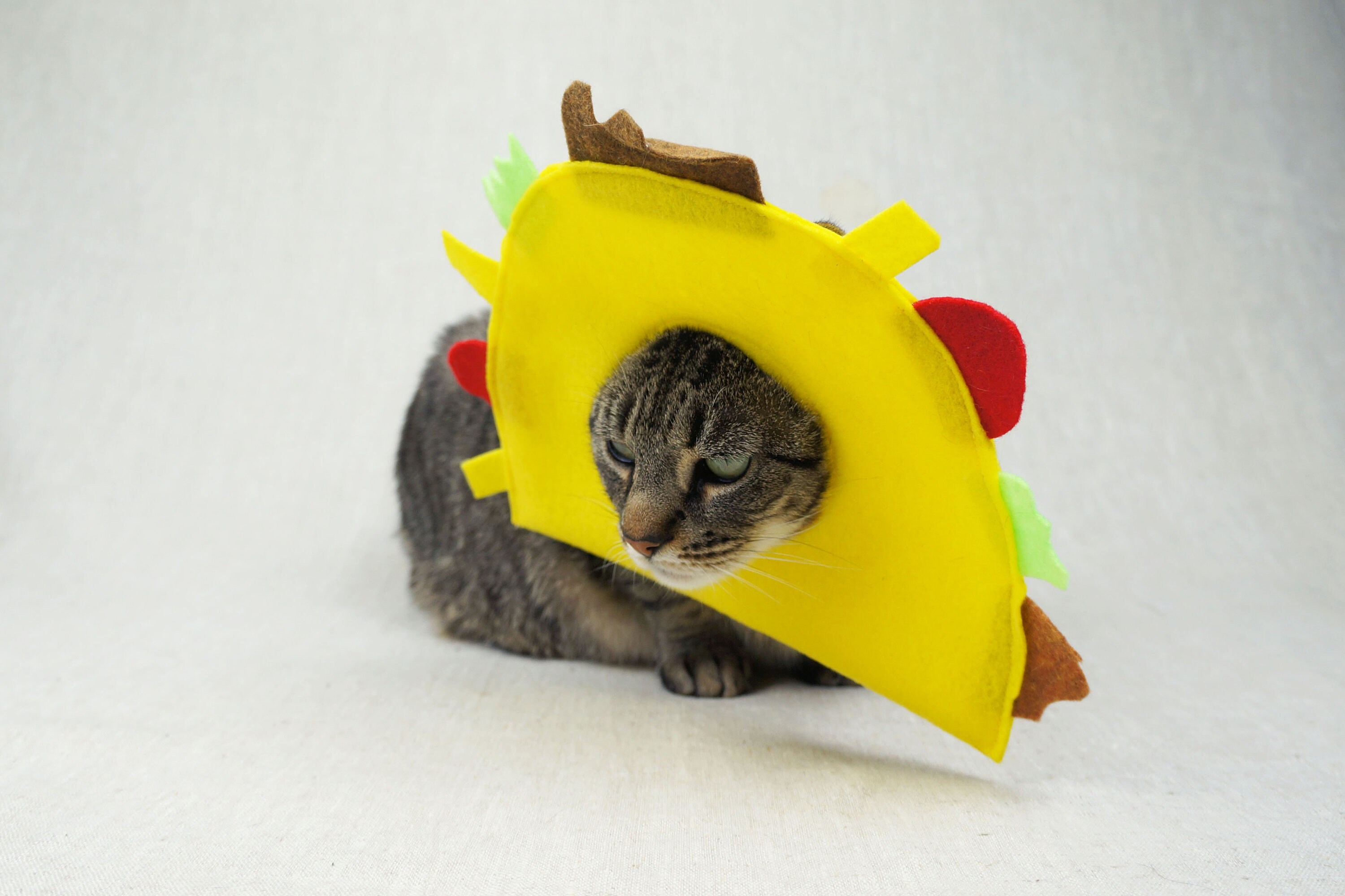 Burrito Cat Costume