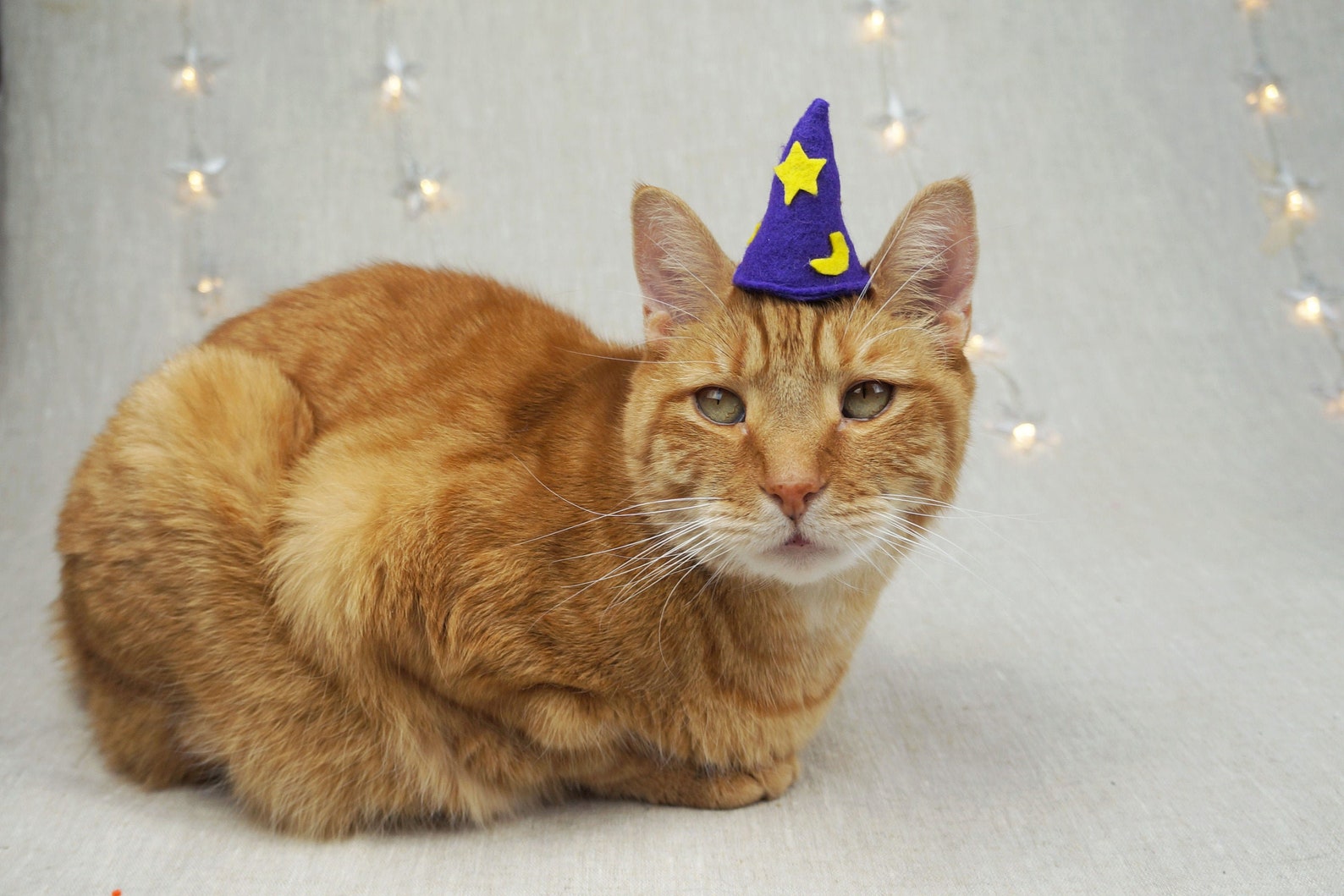 Wizard Hat for Cats Cat Hat - Etsy