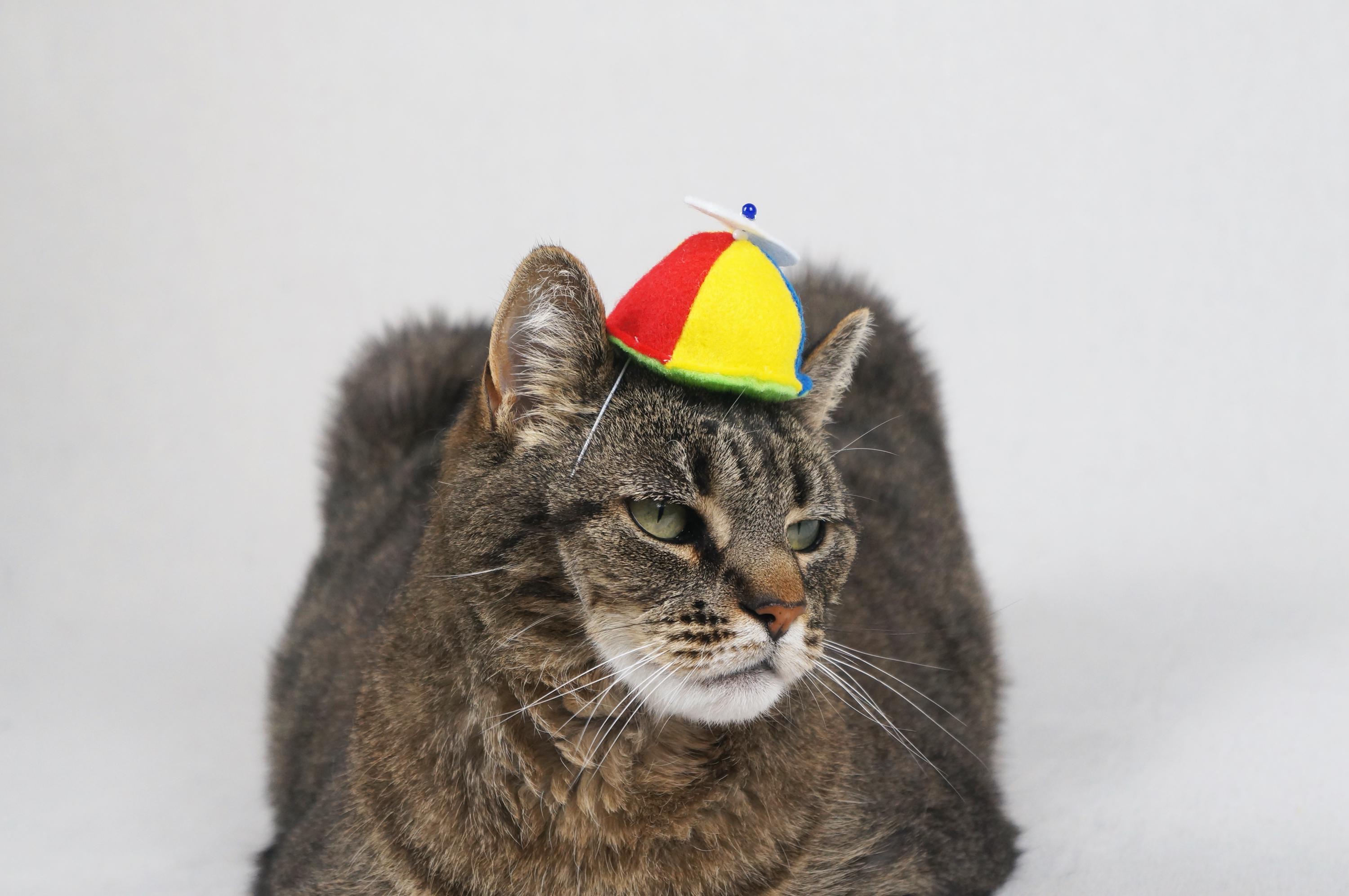 Propeller Beanie Hat for Cats - Etsy