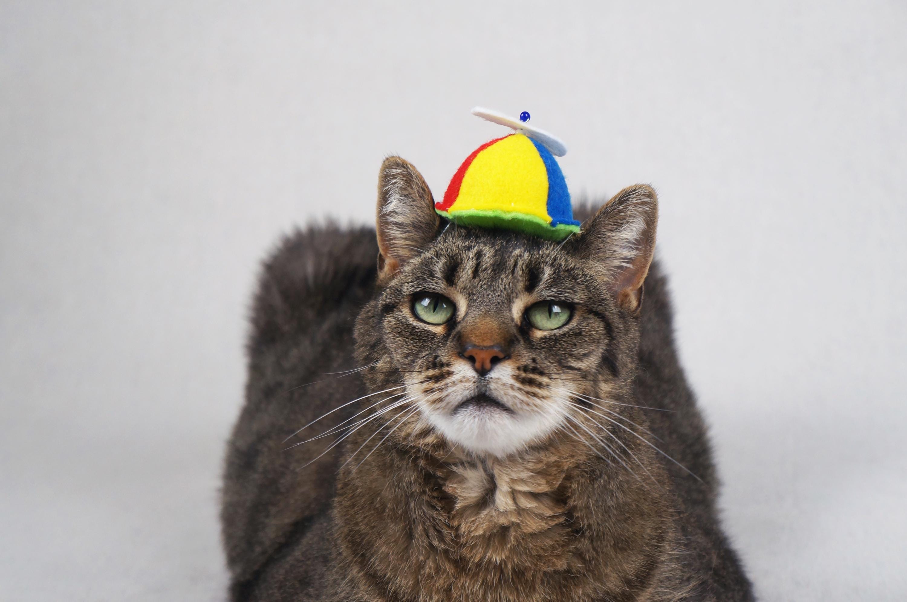 Propeller Beanie Hat for Cats - Etsy