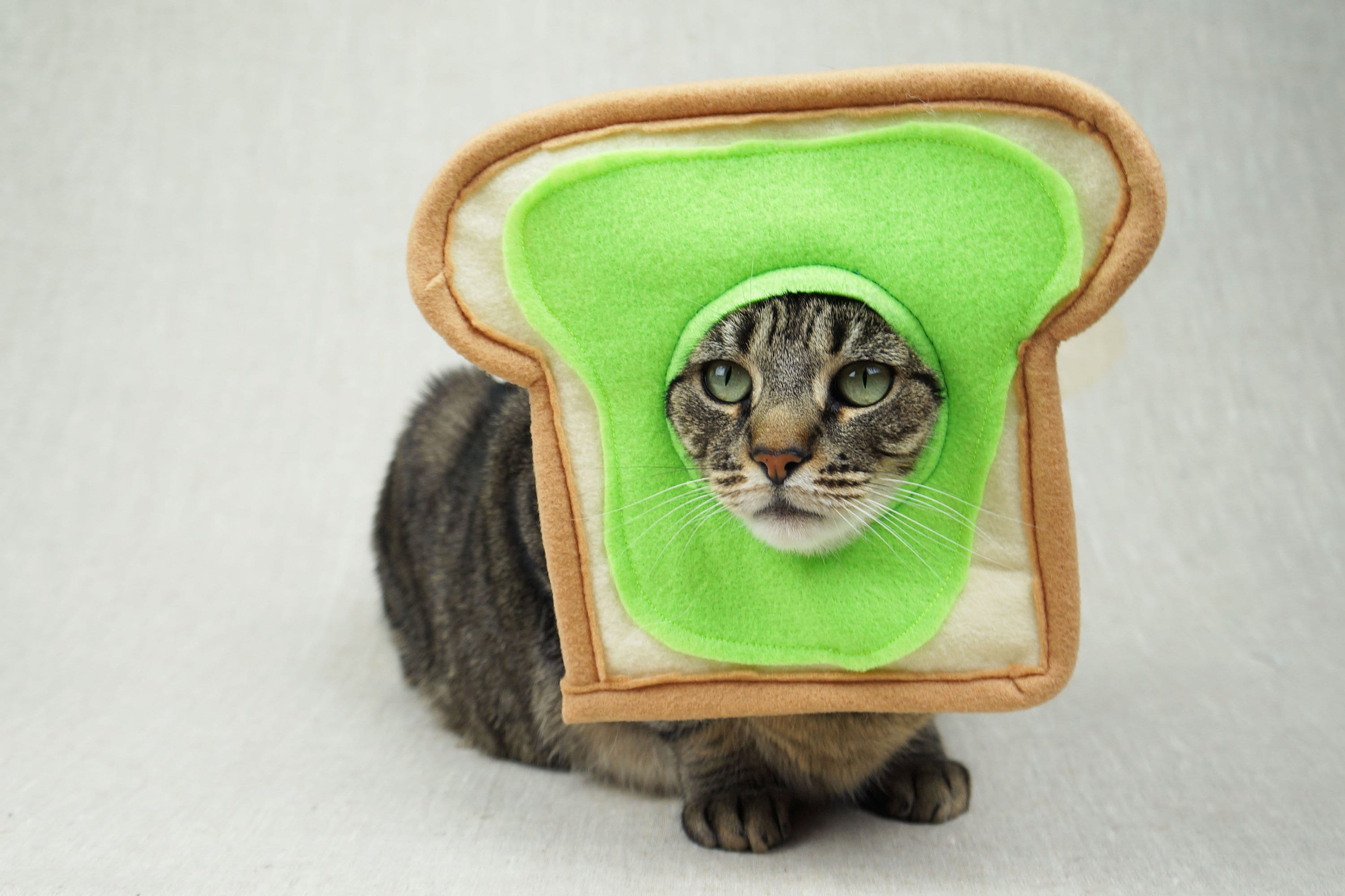 Avocado Toast Costume for Cats - Etsy
