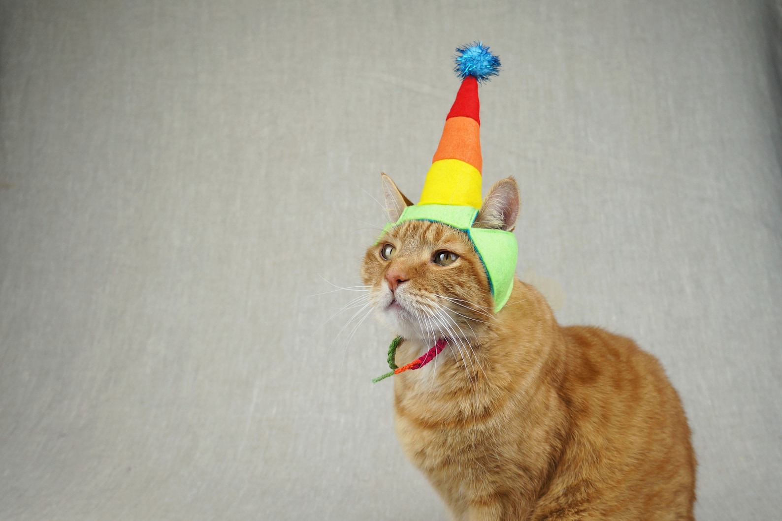 Rainbow Party Hat for Cats | Etsy