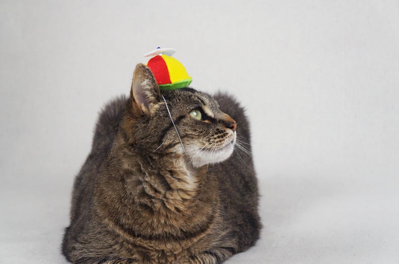Propeller Beanie Hat for Cats - Etsy