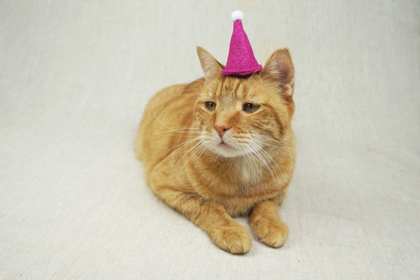 Mini Party Hat for Cats - Etsy