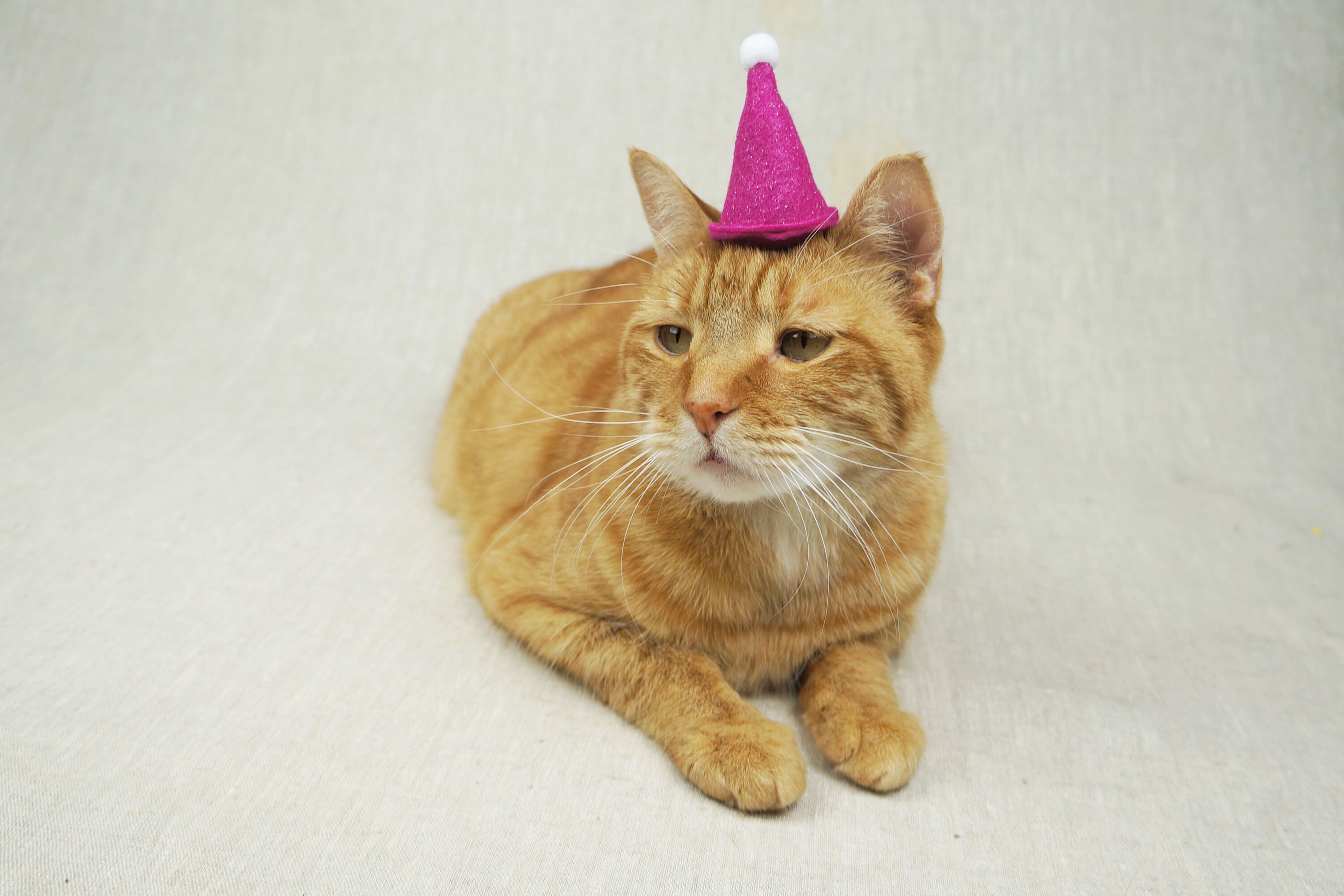 Mini Party Hat for Cats - Etsy