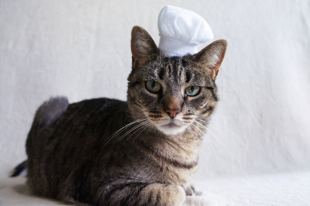 Chef Hat for Cats - Etsy