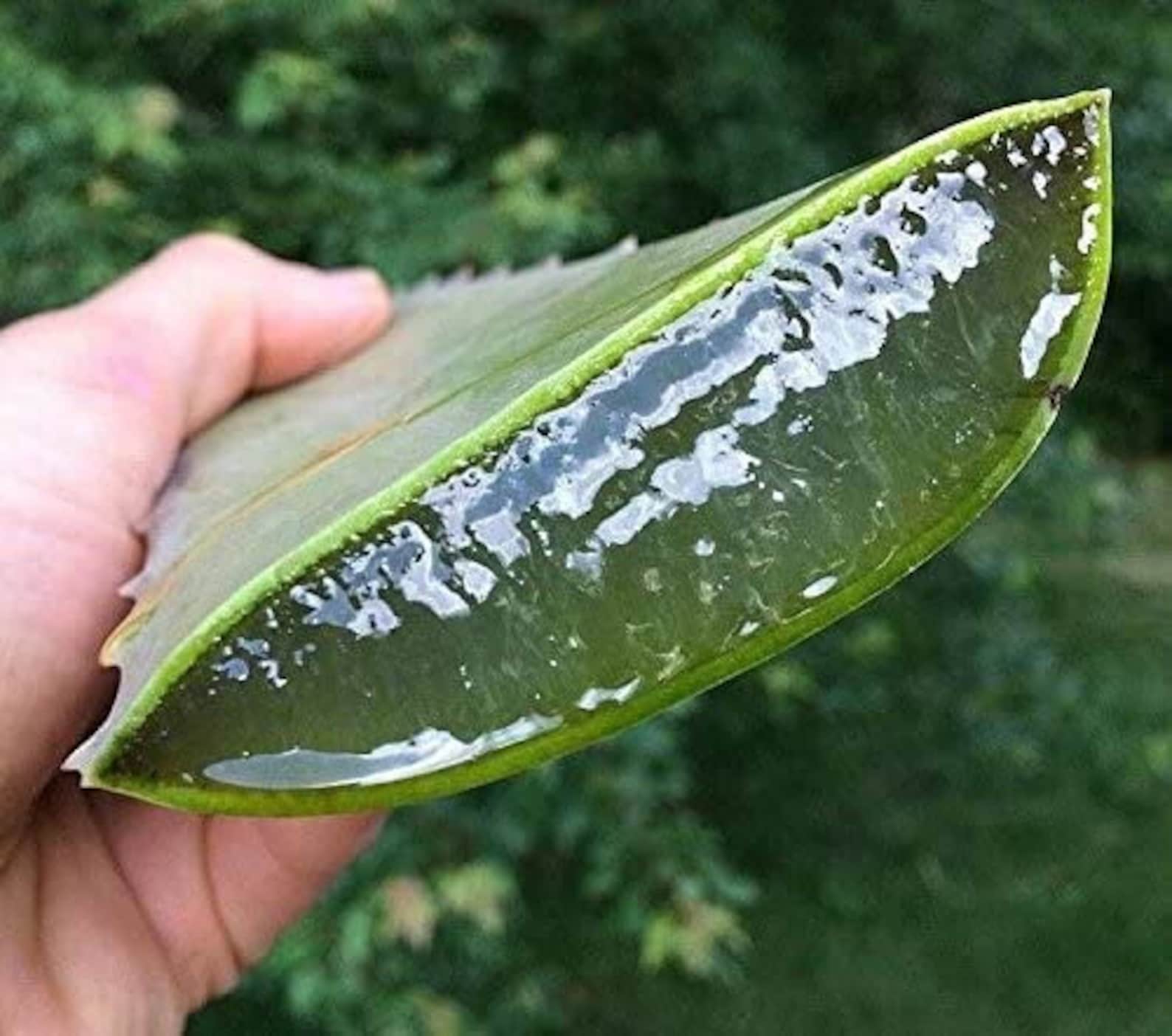 ORGANIC FRESH Aloe Vera Leaf Large Aloe Vera Leaves Whole - Etsy