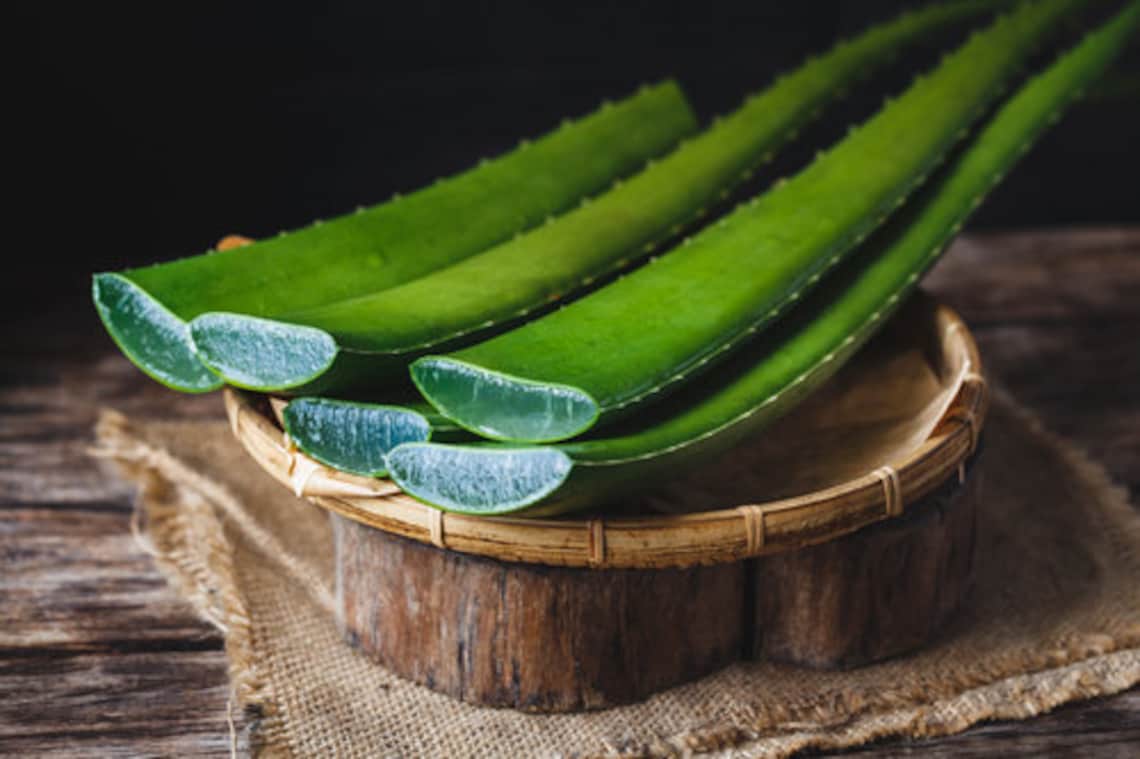 ORGANIC FRESH Aloe Vera Leaf Large Aloe Vera Leaves Whole - Etsy