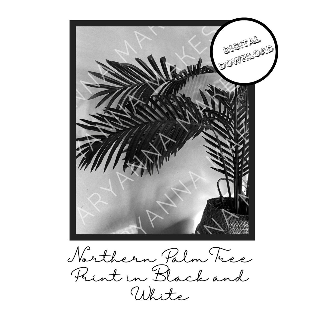 Northern Palm Tree Print in Black and White [digital Product / Download ...